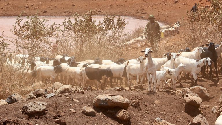 Somali Goat - Breed Profile - Goat Journal